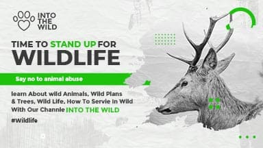 Wild life Video Youtube Thumbnail